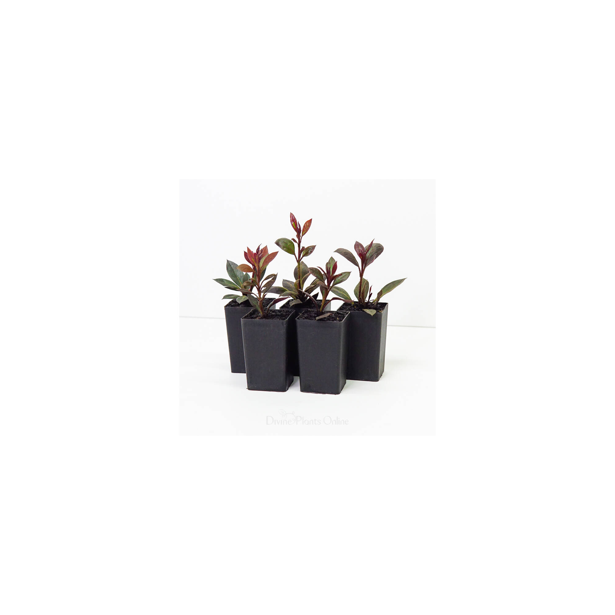 Azalea indica Shiraz – Divine Plants Online Shop