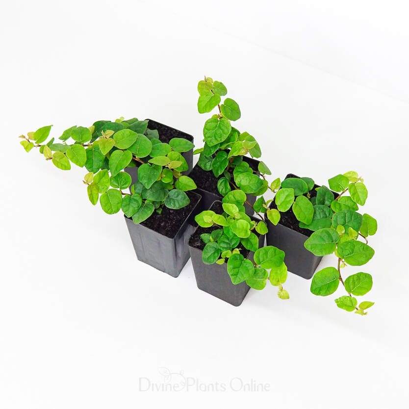 Ficus Pumila – Divine Plants Online Shop