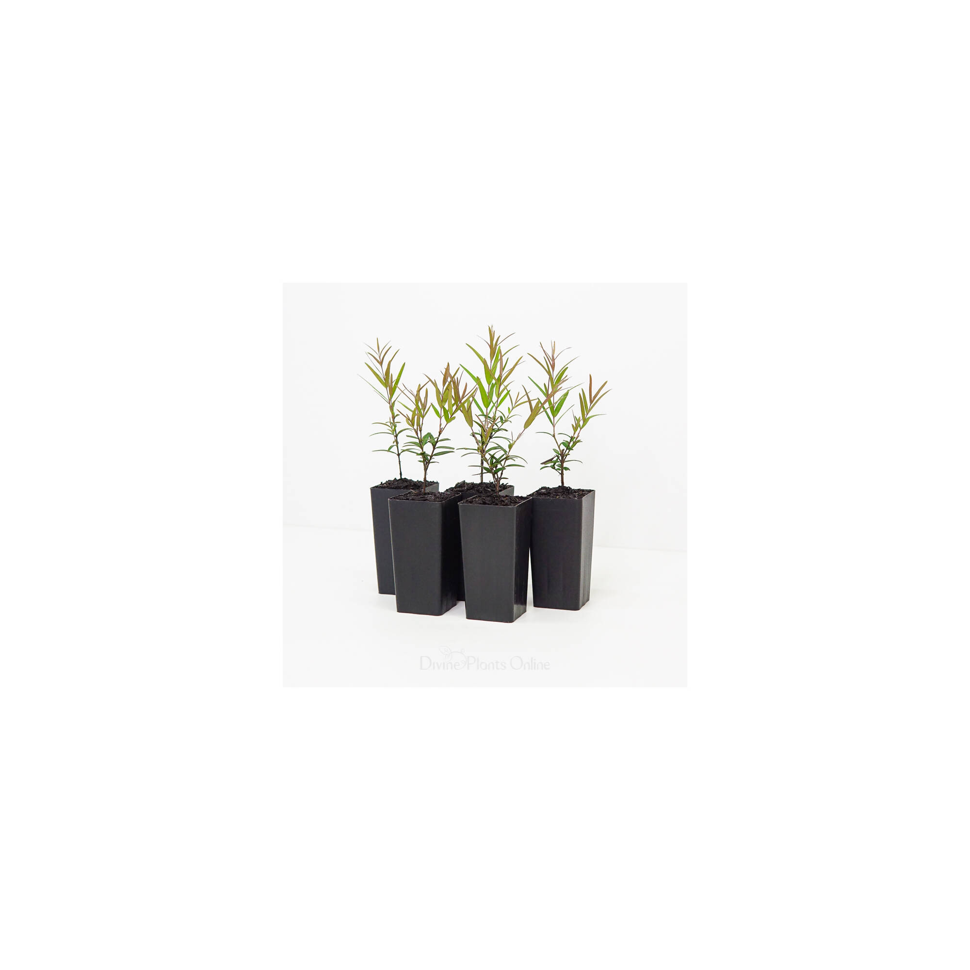 Austromyrtus Copper Tops – Divine Plants Online Shop