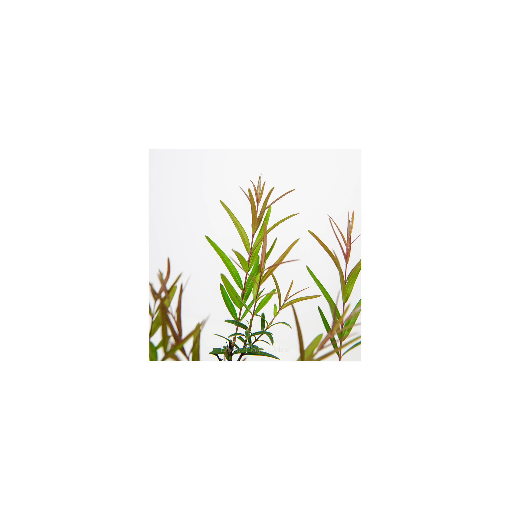 Austromyrtus Copper Tops – Divine Plants Online Shop