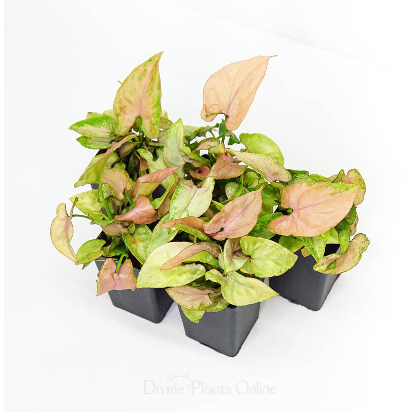 Syngonium Red Queen – Divine Plants Online Shop