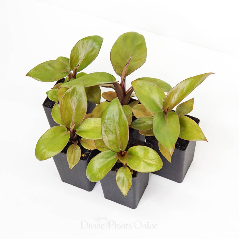 Philodendron Black Cardinal – Divine Plants Online Shop