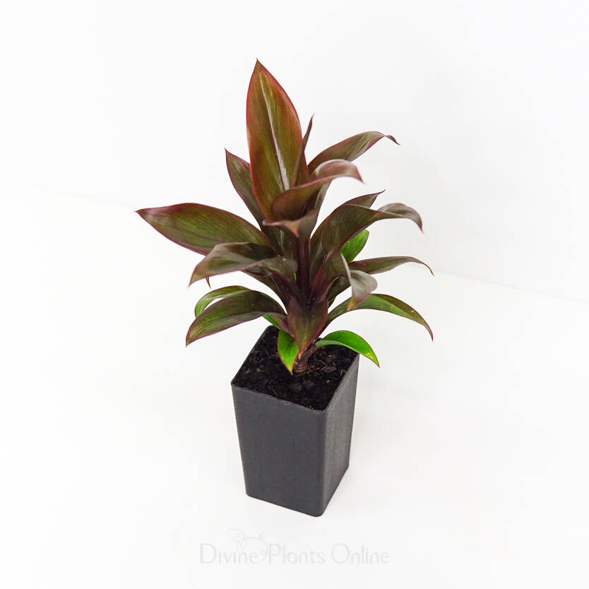 Cordyline Compacta Purple Beauty – Divine Plants Online Shop