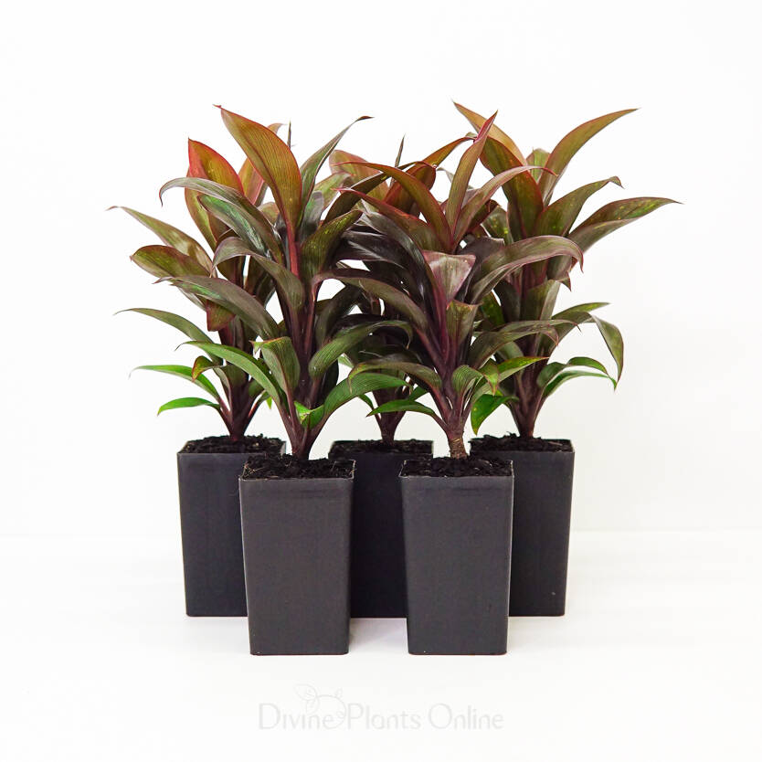 Cordyline Compacta Purple Beauty – Divine Plants Online Shop