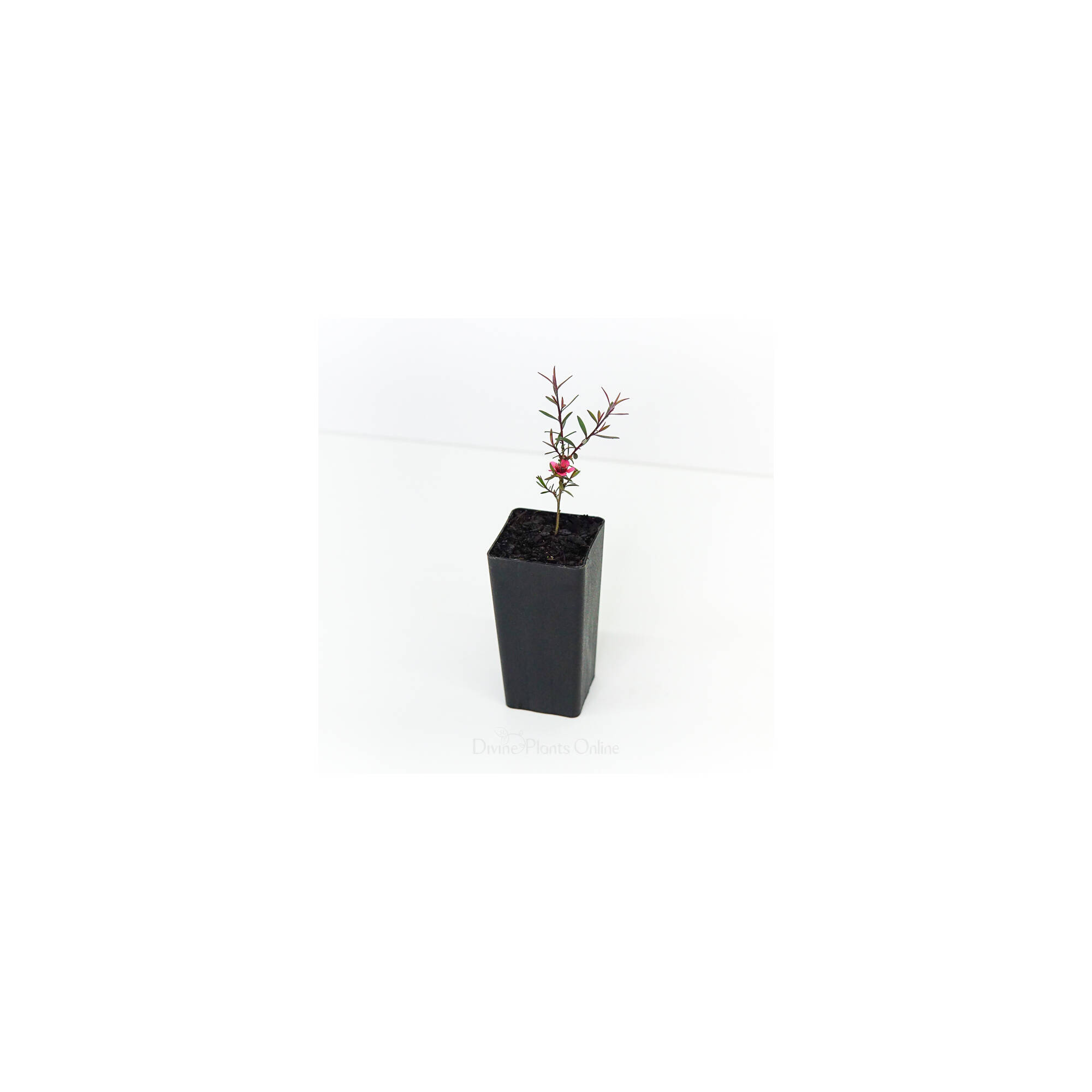 Leptospermum scoparium Nanum Rubrum – Divine Plants Online Shop