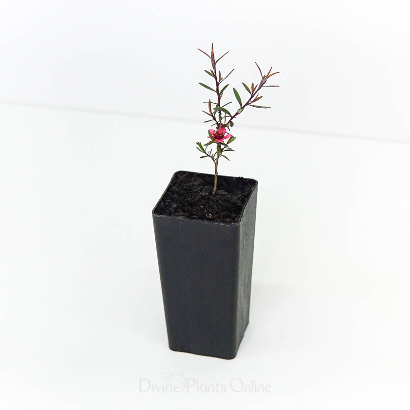 Leptospermum scoparium Nanum Rubrum – Divine Plants Online Shop