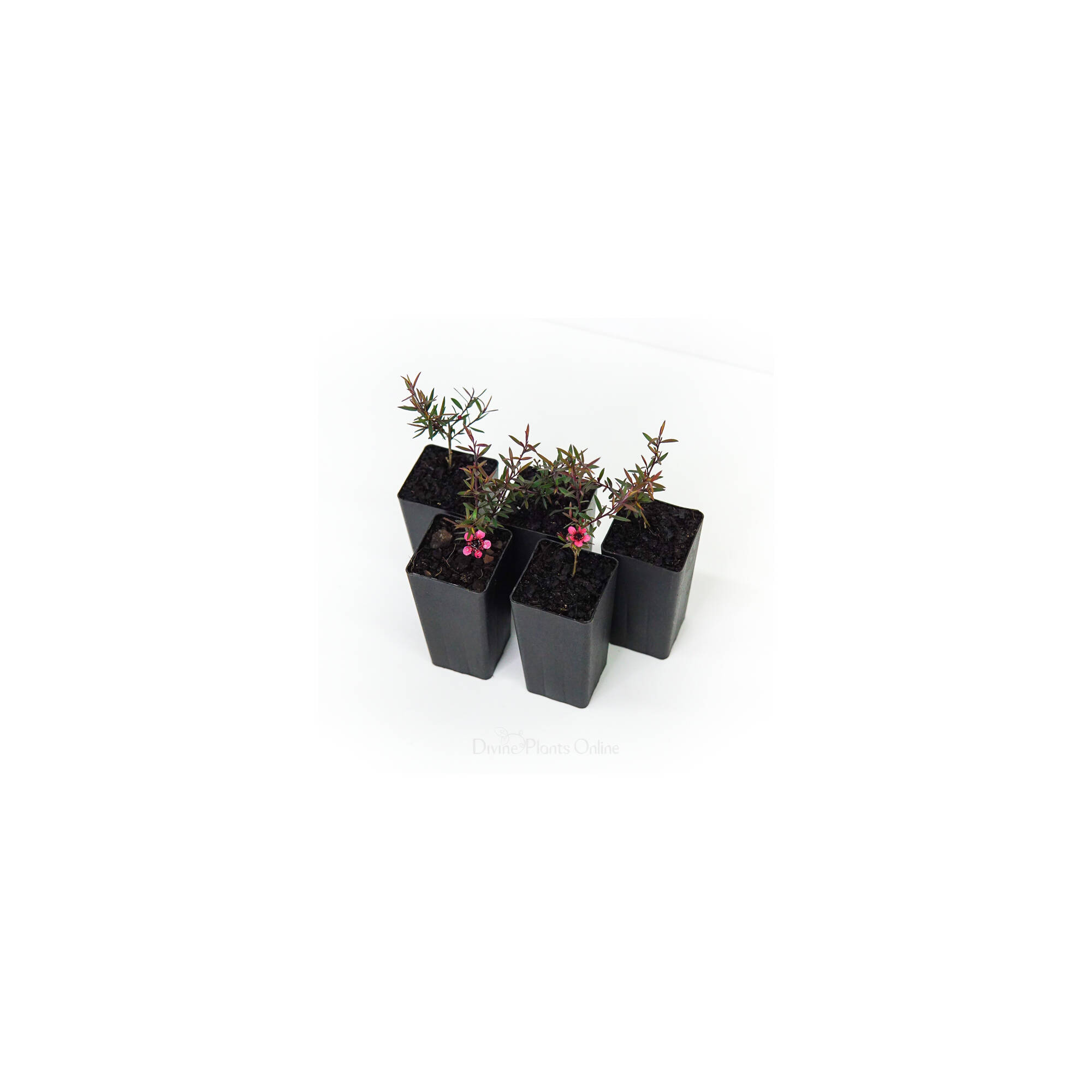 Leptospermum scoparium Nanum Rubrum – Divine Plants Online Shop