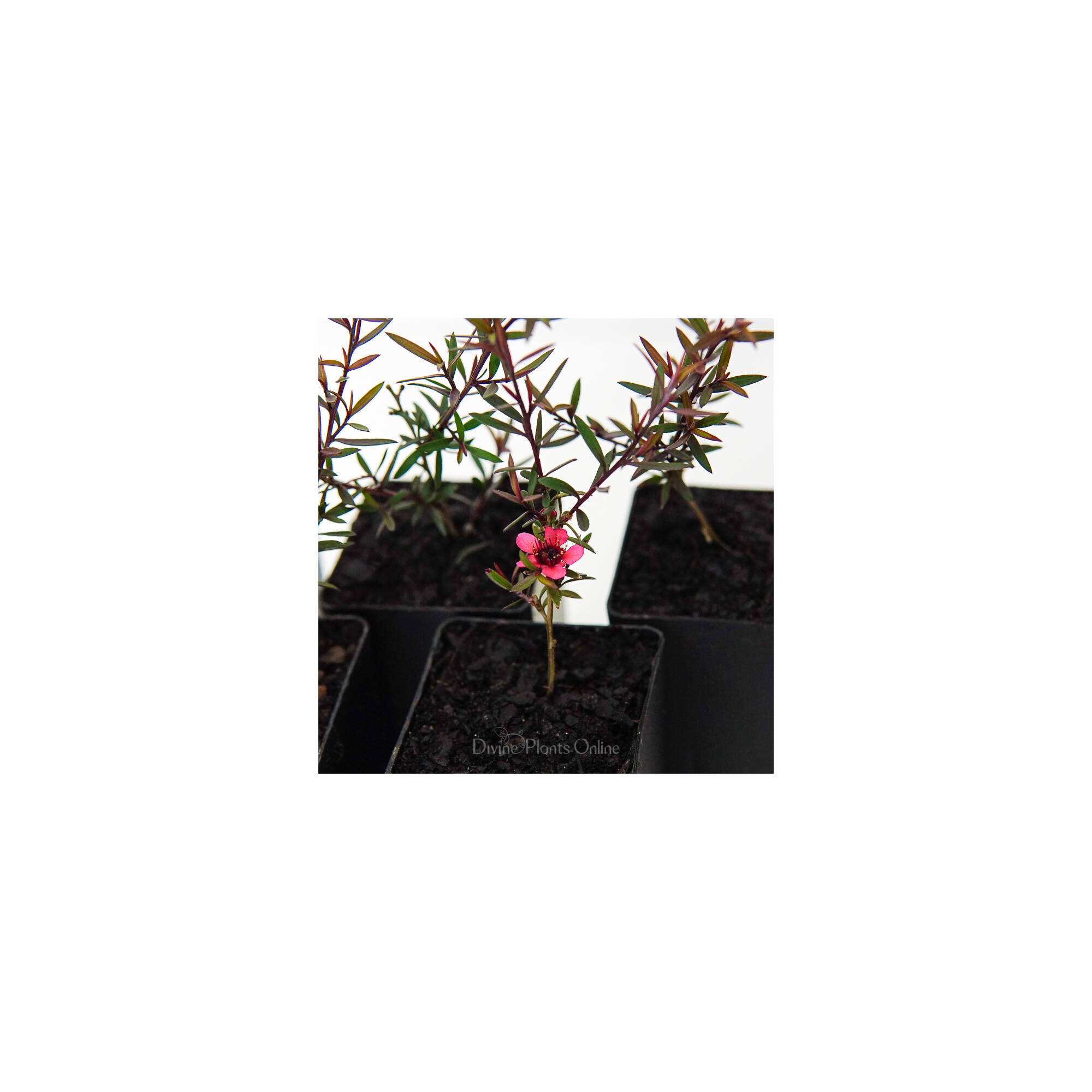 Leptospermum scoparium Nanum Rubrum – Divine Plants Online Shop