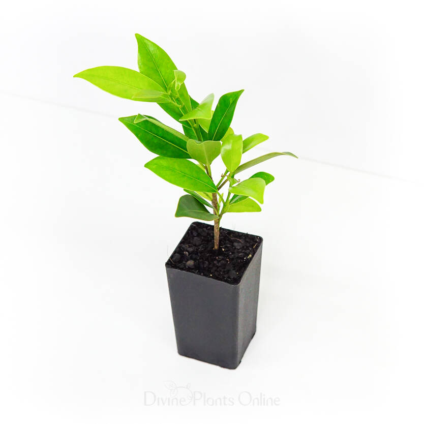 Ficus microcarpa Hillii – Divine Plants Online Shop