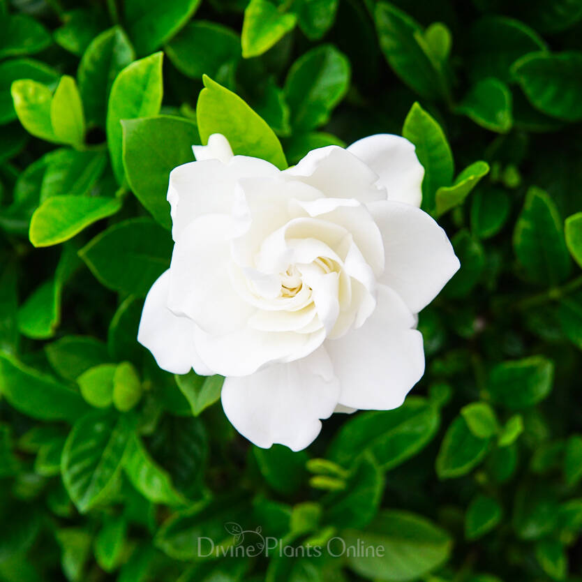 Gardenia augusta Aimee Yoshiba – Divine Plants Online Shop