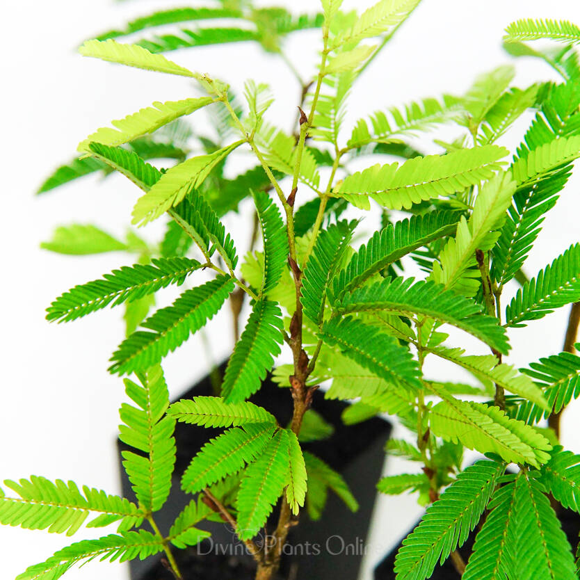 Calliandra tweedii – Divine Plants Online Shop