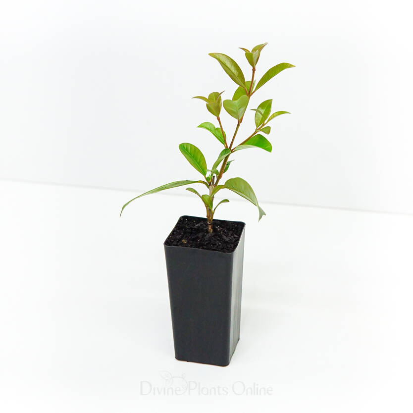 Syzygium australe Aussie Compact – Divine Plants Online Shop