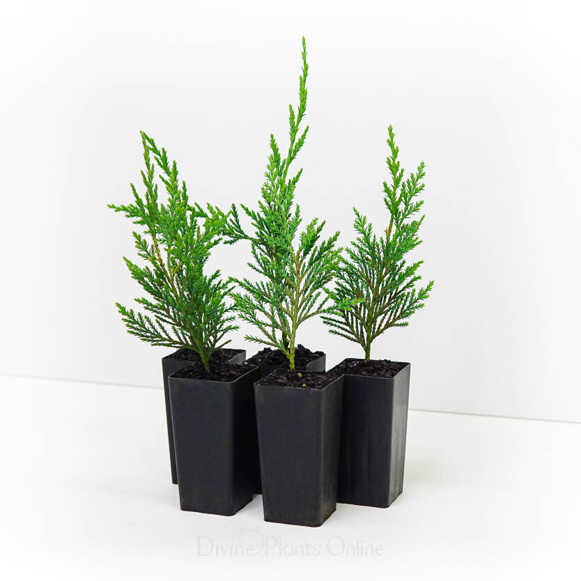 Cupressocyparis leylandii Leighton Green – Divine Plants Online Shop