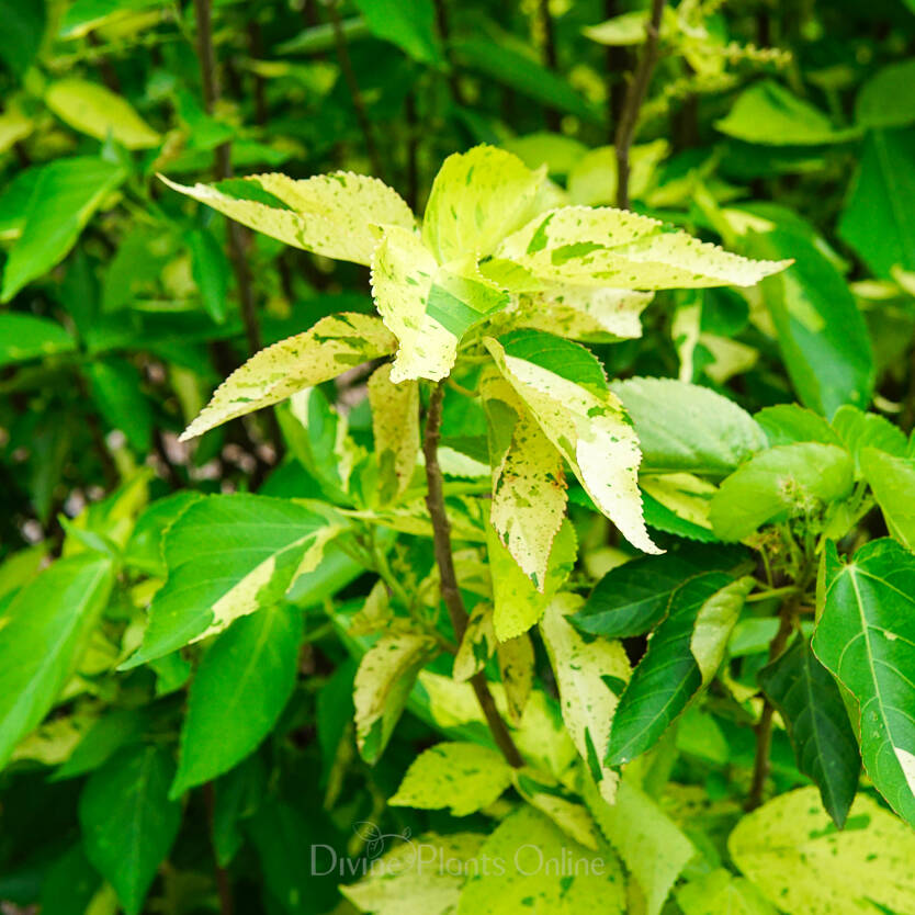 Acalypha wilkesiana Green & Gold – Divine Plants Online Shop