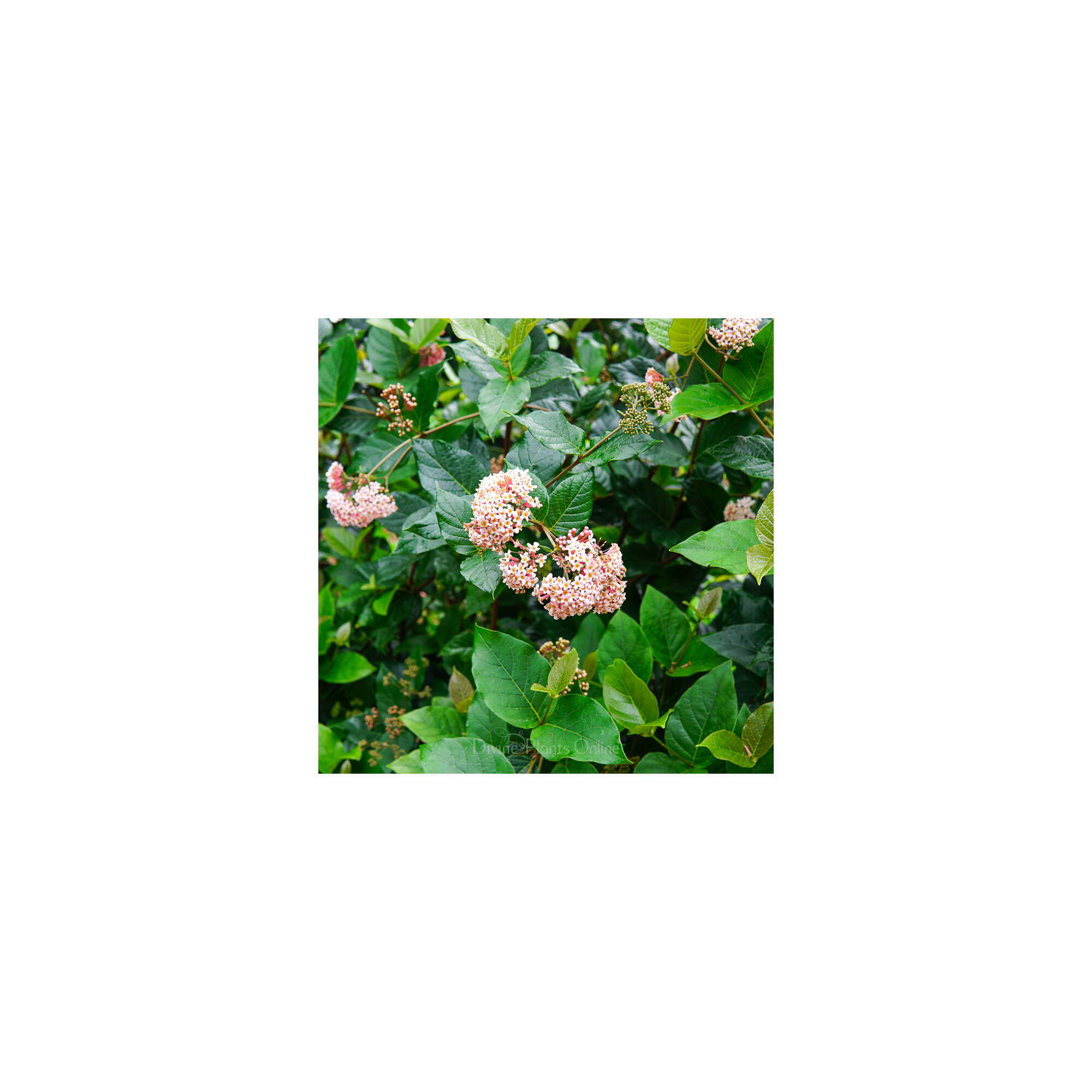Rondeletia amoena – Divine Plants Online Shop
