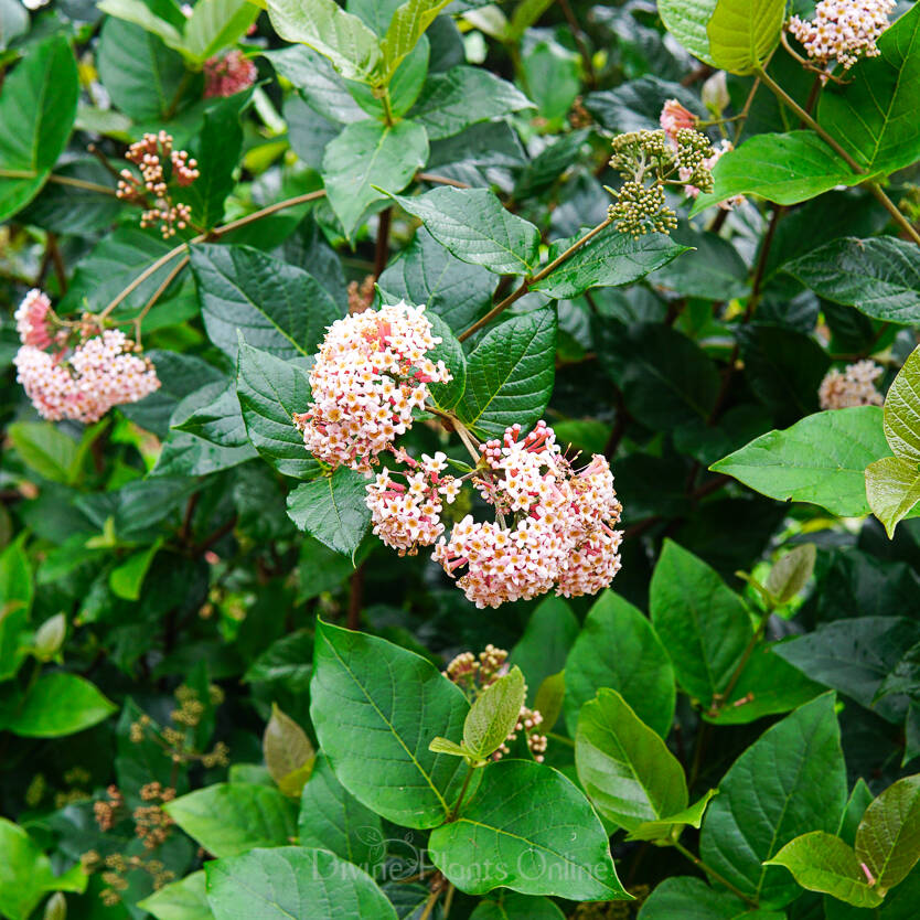 Rondeletia amoena – Divine Plants Online Shop