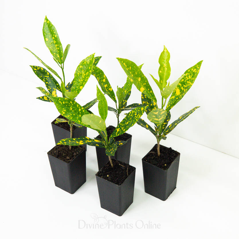 Codiaeum variegatum Mixed – Divine Plants Online Shop