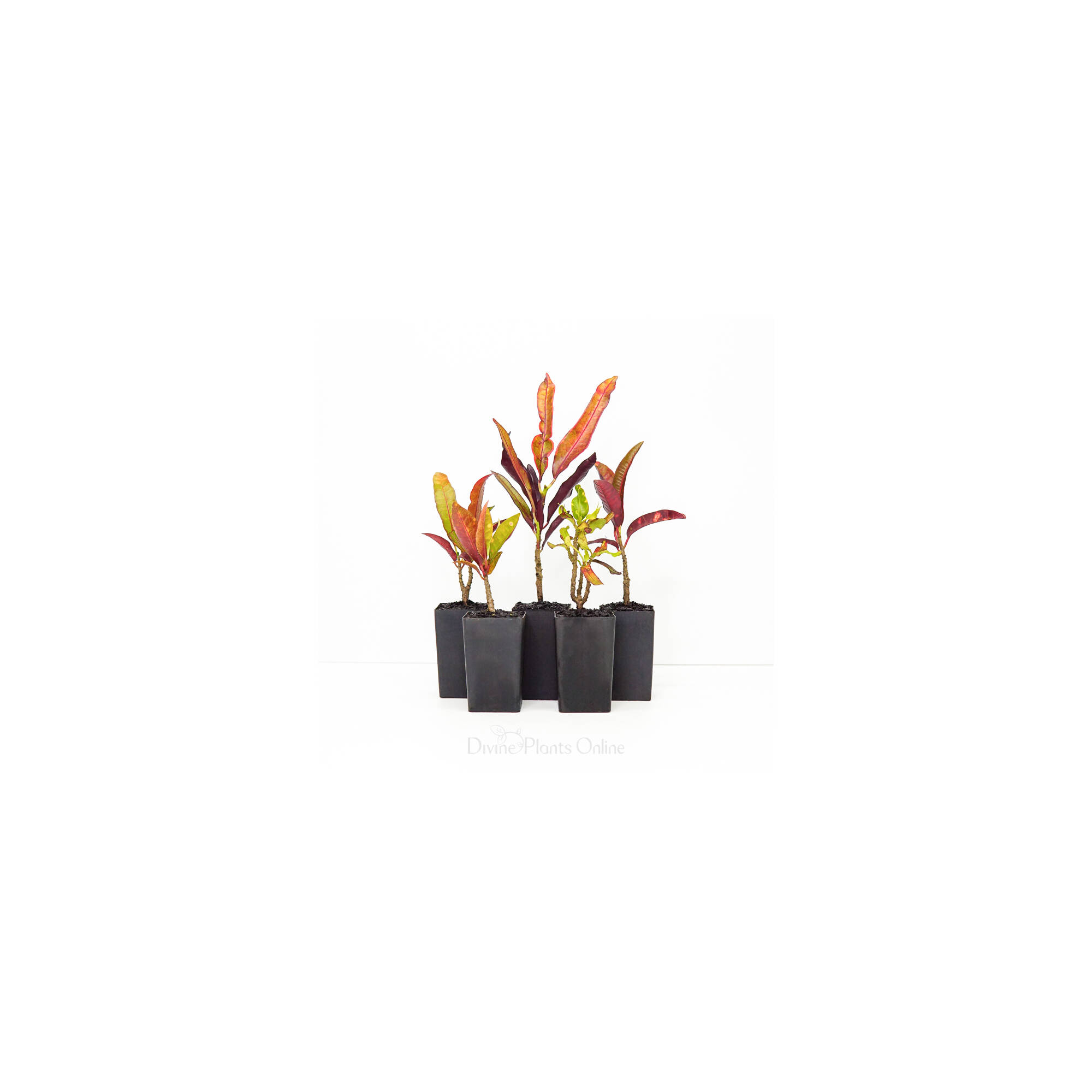 Codiaeum variegatum Mixed – Divine Plants Online Shop