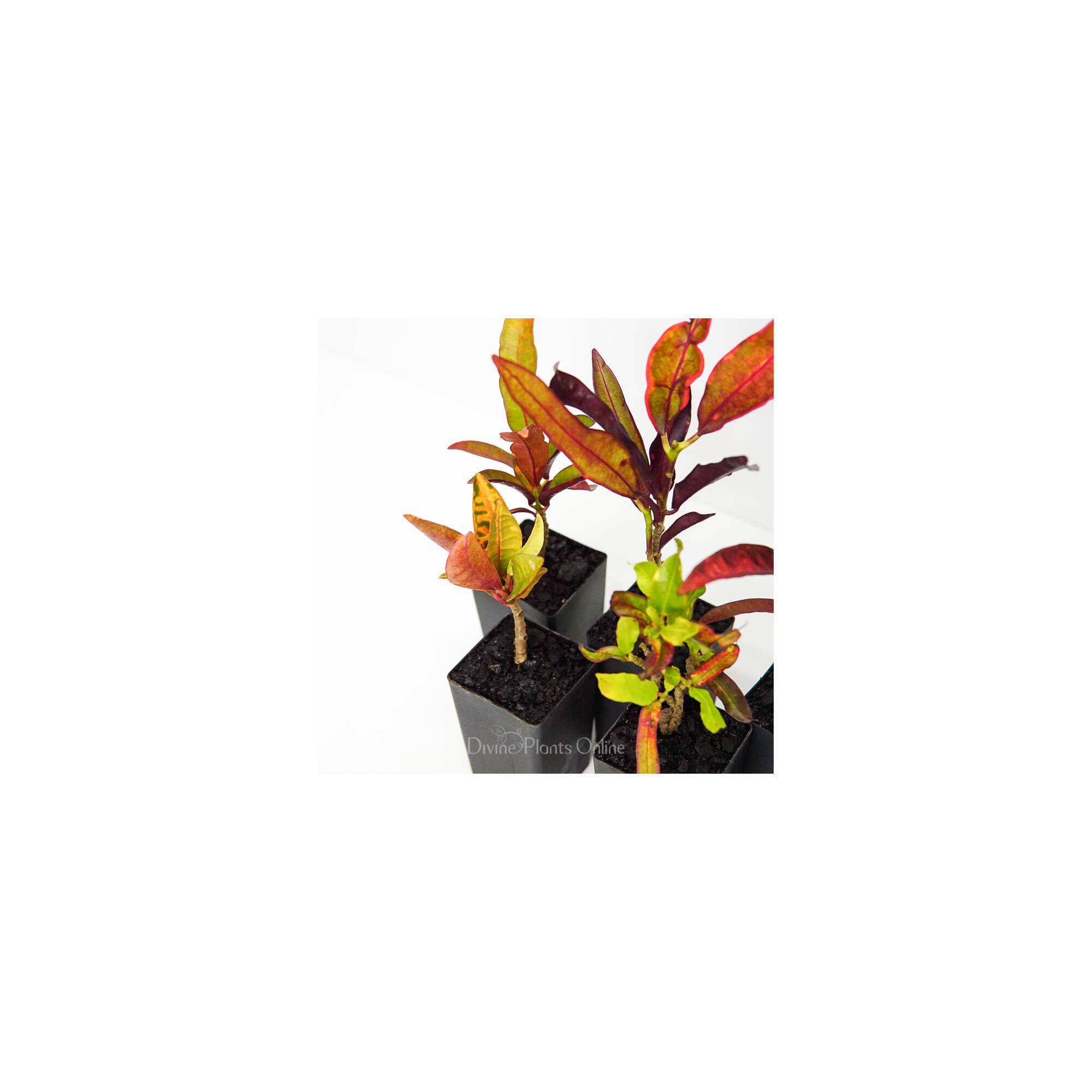 Codiaeum variegatum Mixed – Divine Plants Online Shop