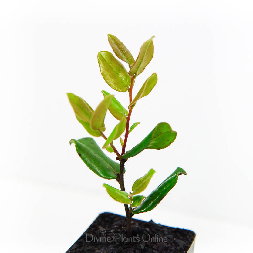 Royena Lucida – Divine Plants Online Shop