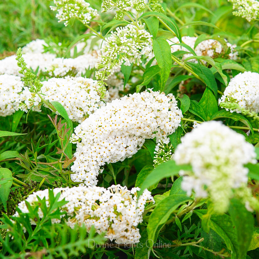 Buddleja davidii White Profusion – Divine Plants Online Shop