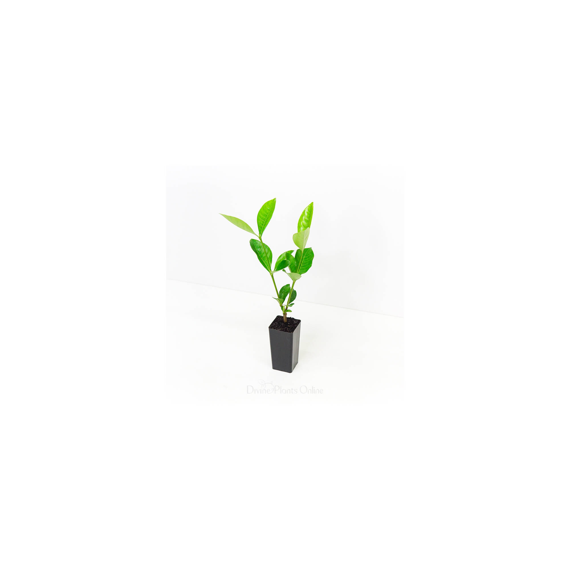 Gardenia augusta Professor Pucci – Divine Plants Online Shop