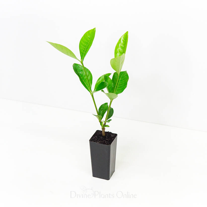 Gardenia augusta Professor Pucci – Divine Plants Online Shop