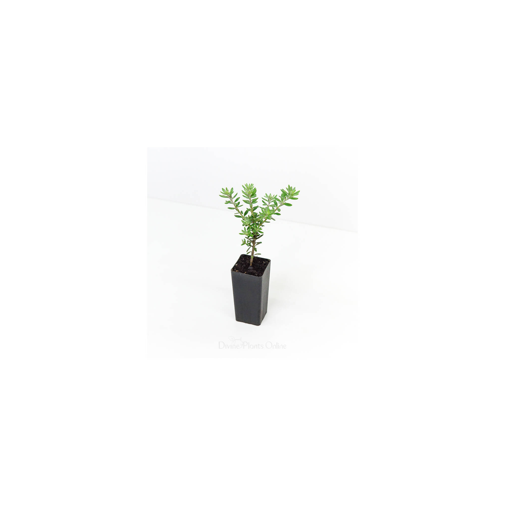 Westringia fruticosa Zena – Divine Plants Online Shop