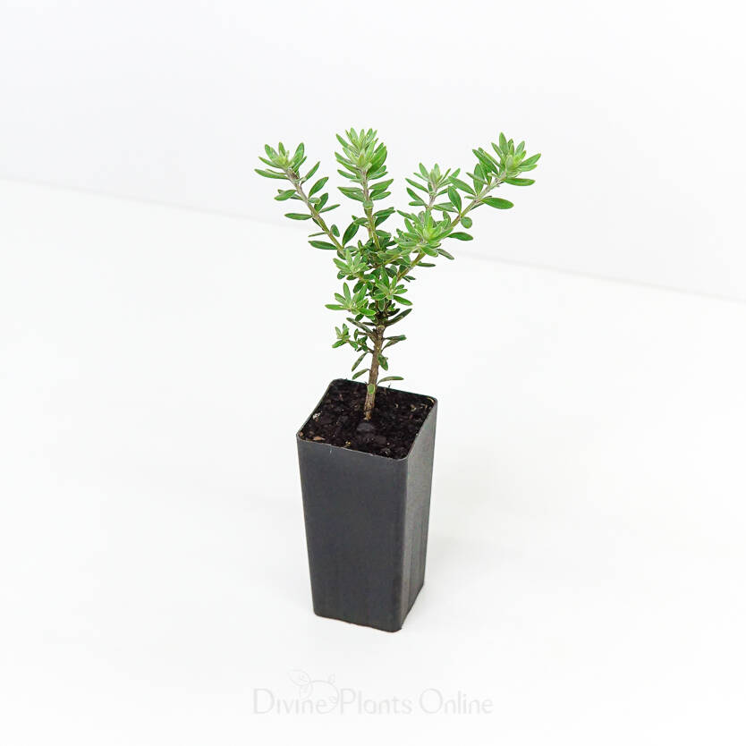 Westringia fruticosa Zena – Divine Plants Online Shop