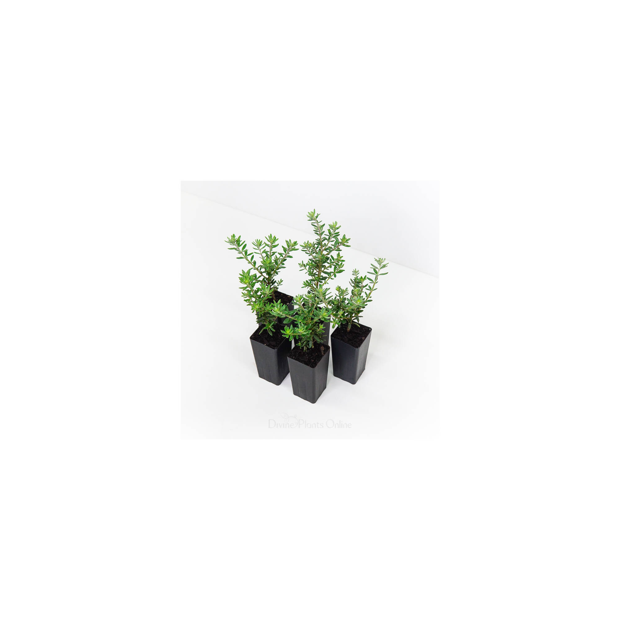 Westringia fruticosa Zena – Divine Plants Online Shop