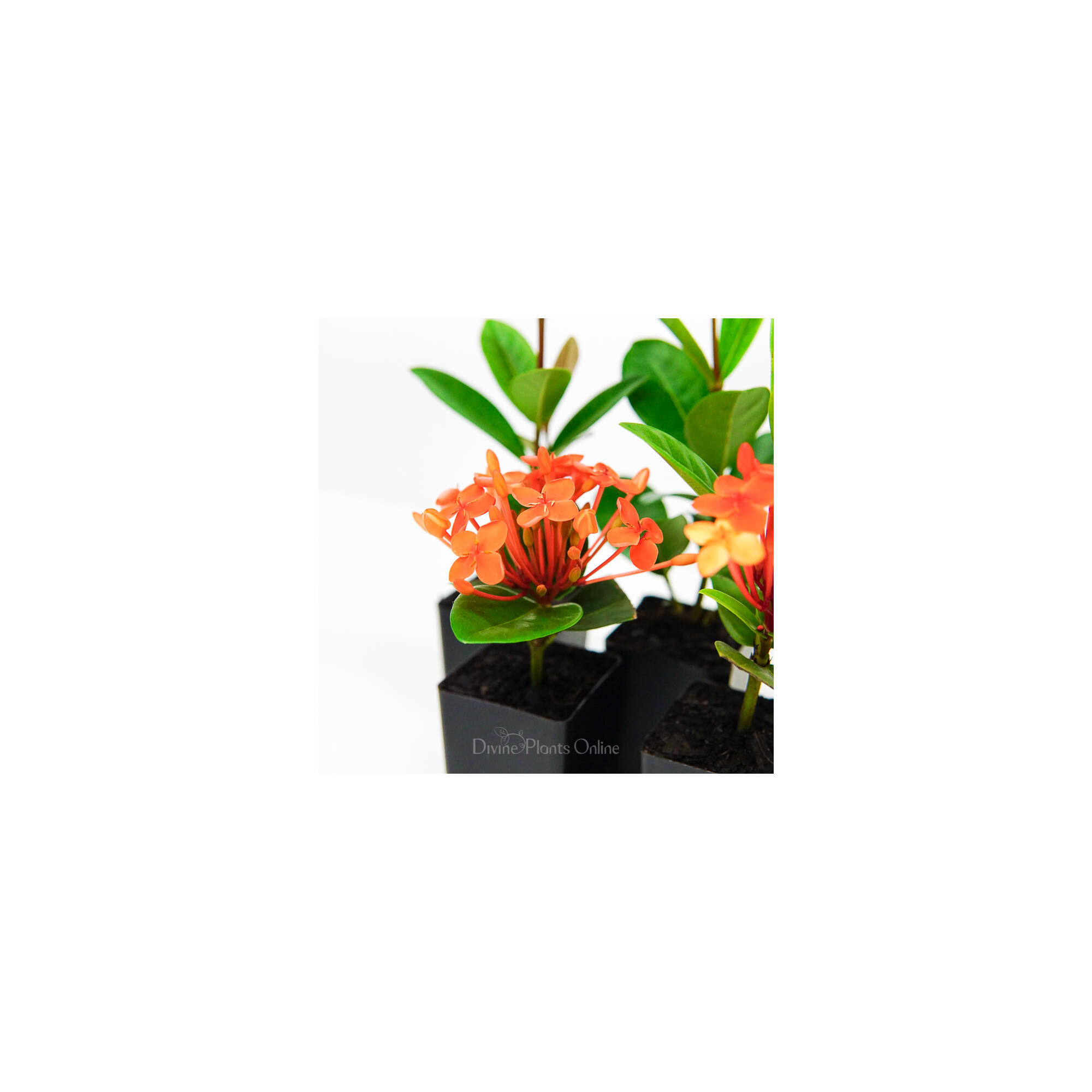 Ixora Coral Fire – Divine Plants Online Shop