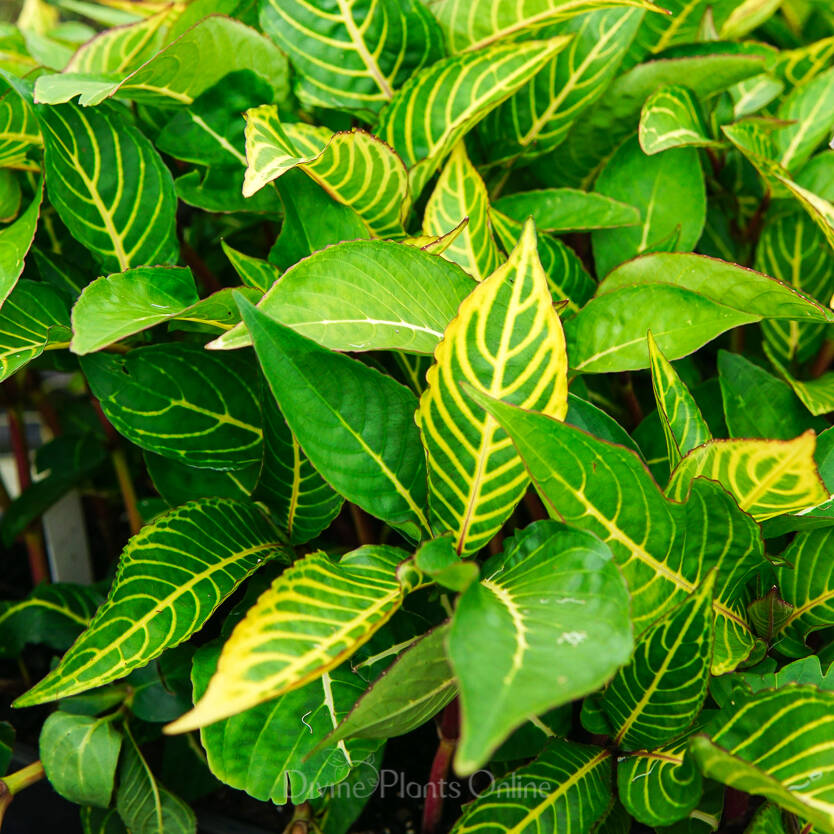 Sanchezia speciosa – Divine Plants Online Shop