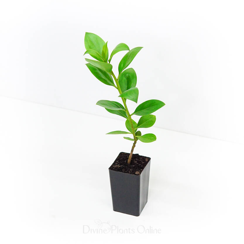 Myoporum boninense (syn. ellipticum) – Divine Plants Online Shop