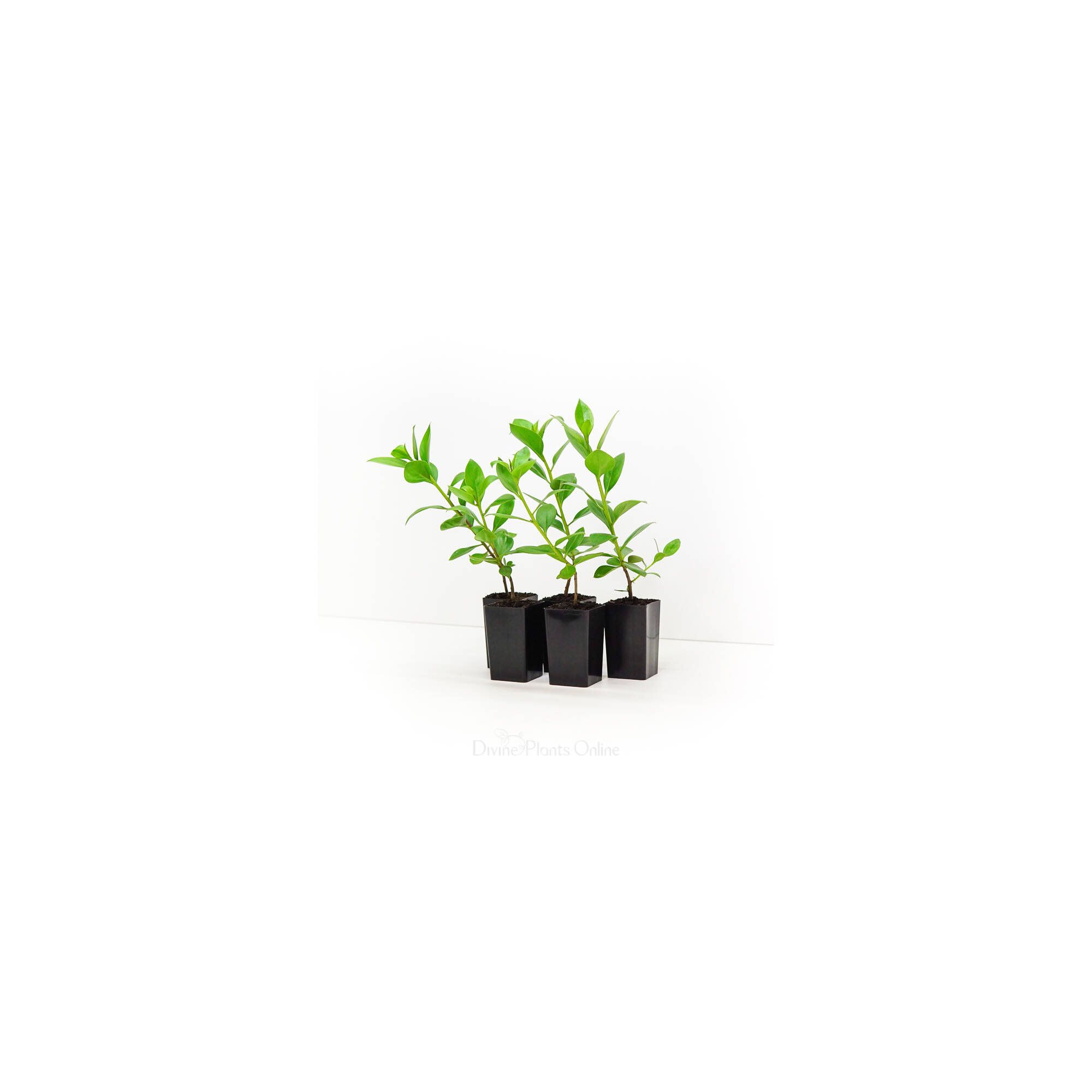 Myoporum boninense (syn. ellipticum) – Divine Plants Online Shop