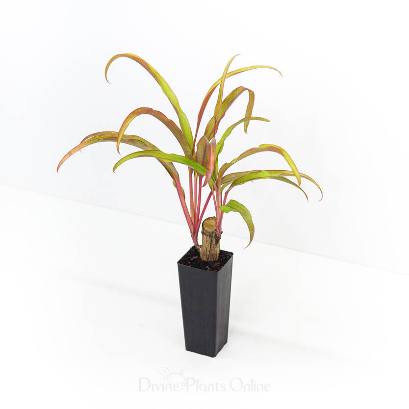 Cordyline Rooster Tail – Divine Plants Online Shop