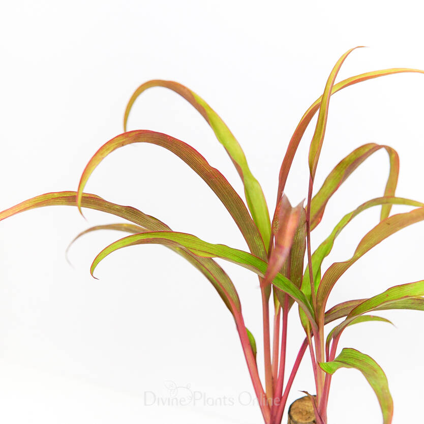 Cordyline Rooster Tail – Divine Plants Online Shop