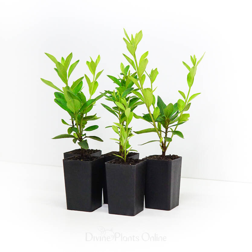 Azalea indica Alba Magnifica – Divine Plants Online Shop