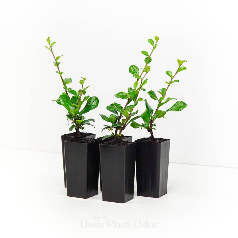 Ehretia microphylla – Divine Plants Online Shop