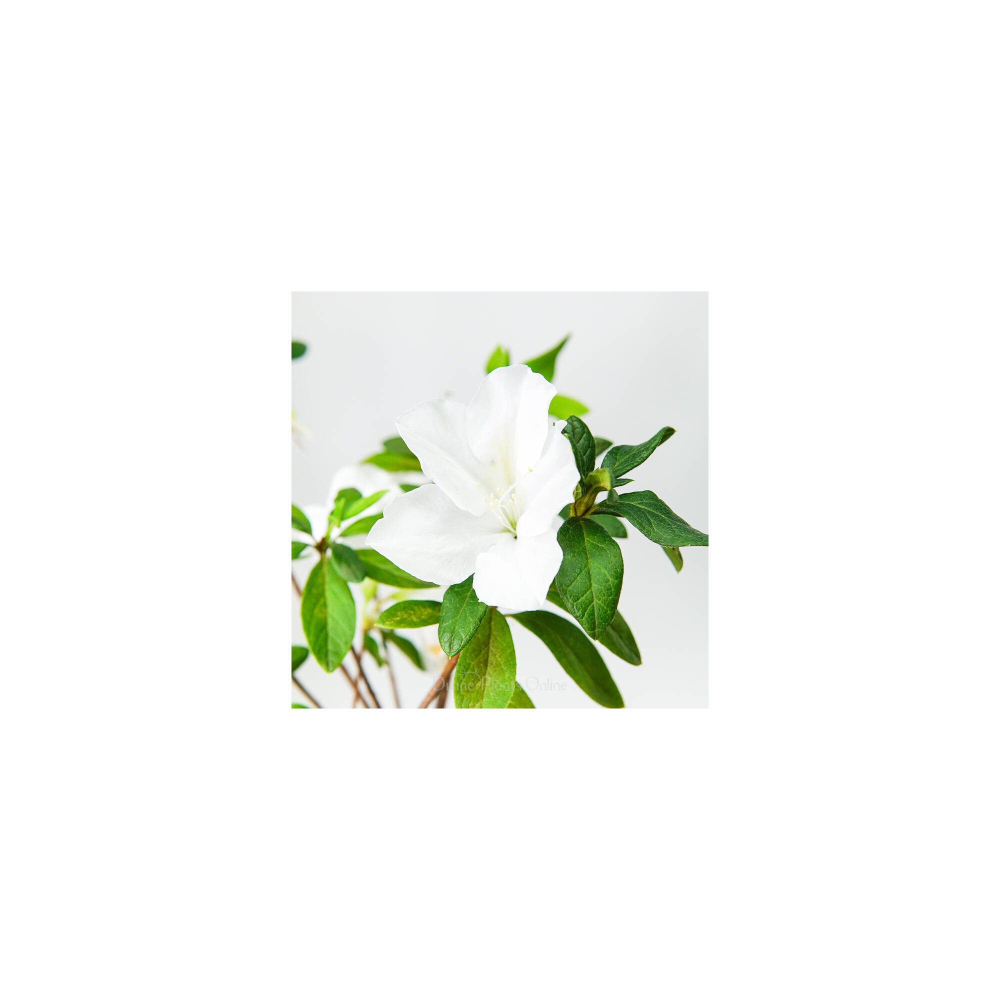 Azalea indica Alba Magnifica – Divine Plants Online Shop