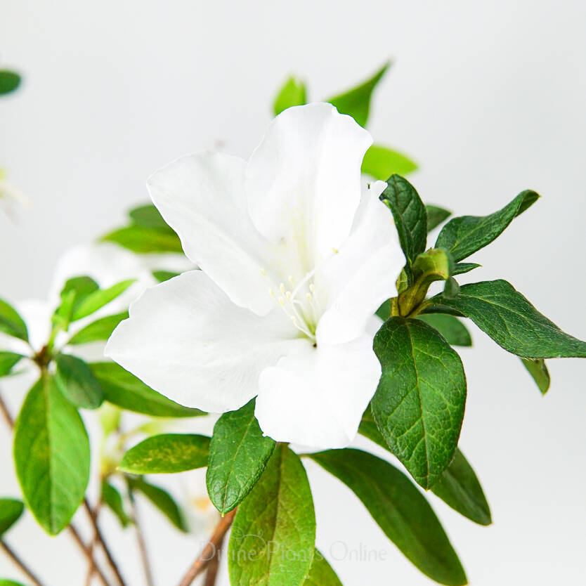 Azalea indica Alba Magnifica – Divine Plants Online Shop