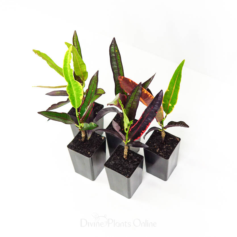Codiaeum William Craig – Divine Plants Online Shop