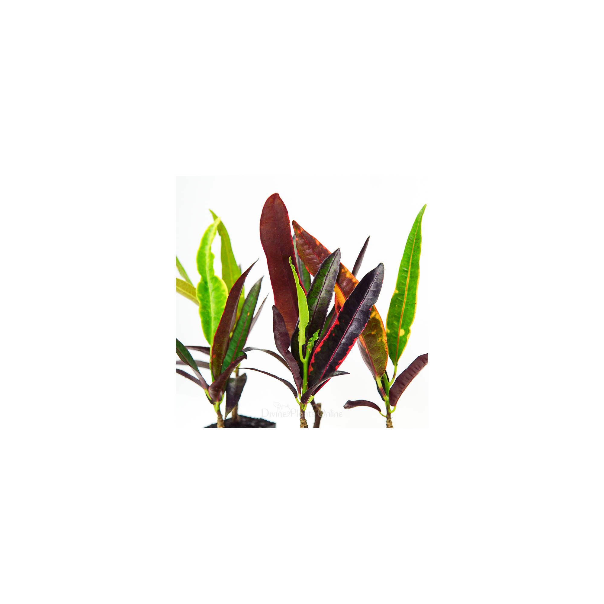 Codiaeum William Craig – Divine Plants Online Shop