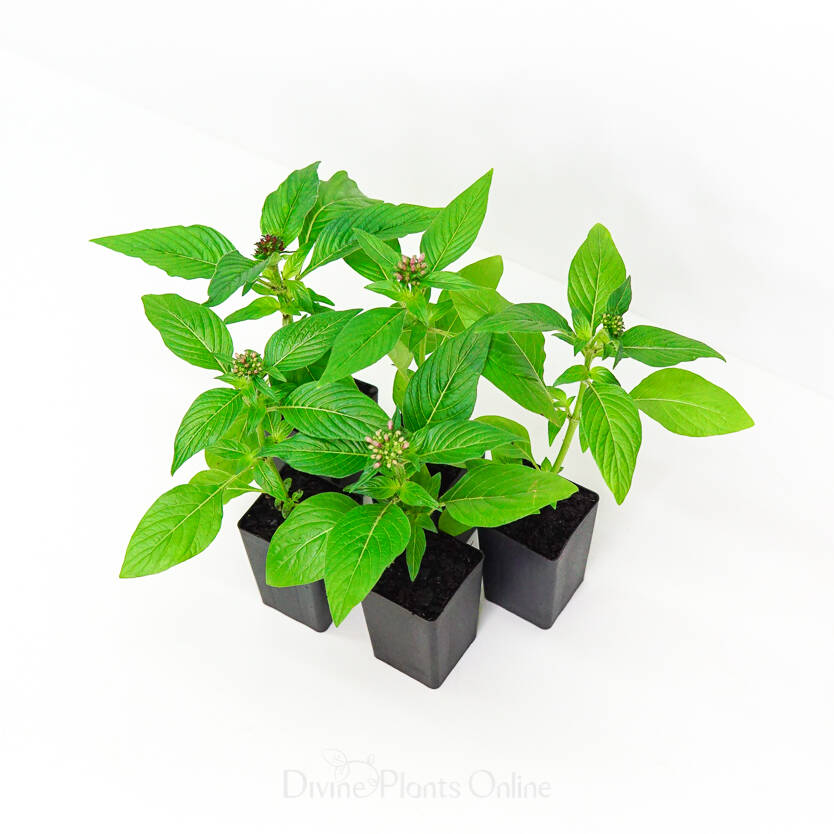 Pentas Lucky Star – Divine Plants Online Shop