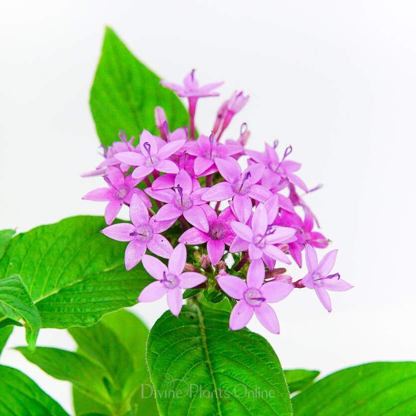 Pentas Lucky Star – Divine Plants Online Shop