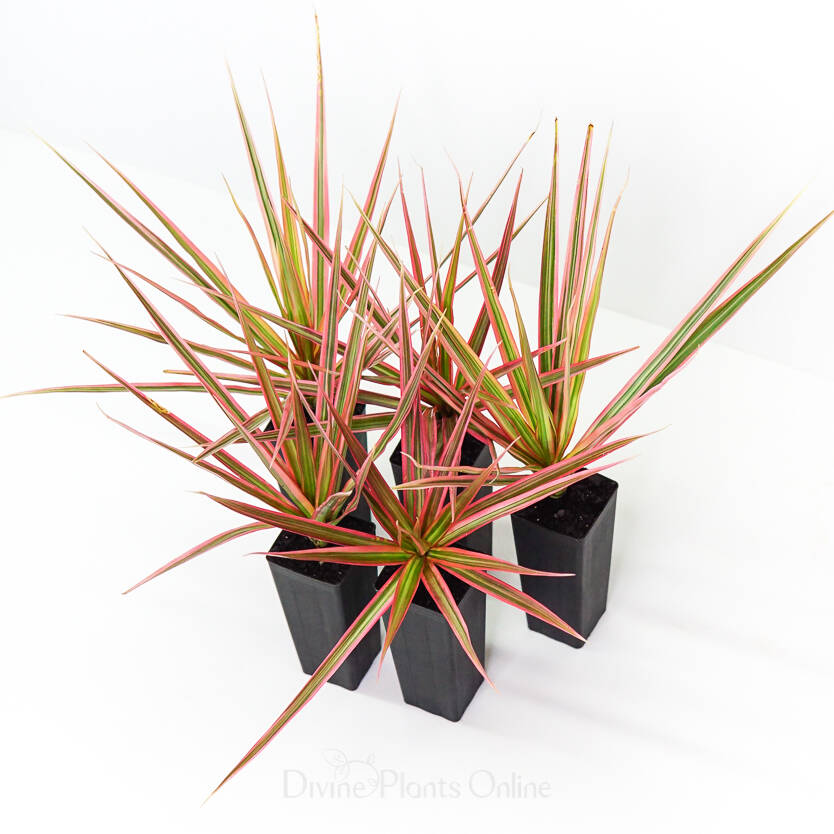 Dracaena Colorama – Divine Plants Online Shop