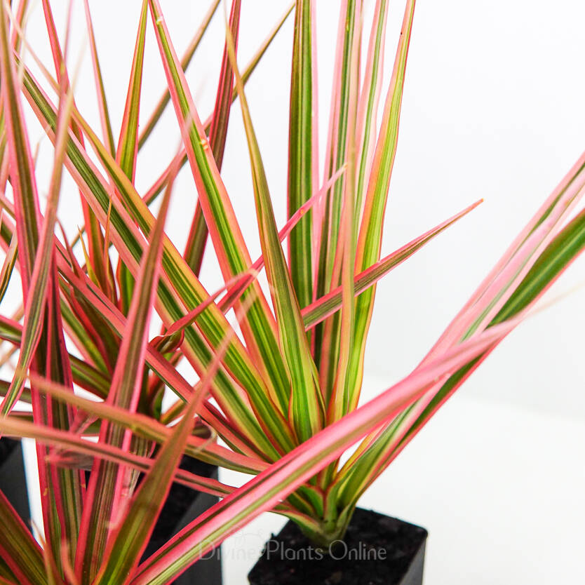 Dracaena Colorama – Divine Plants Online Shop