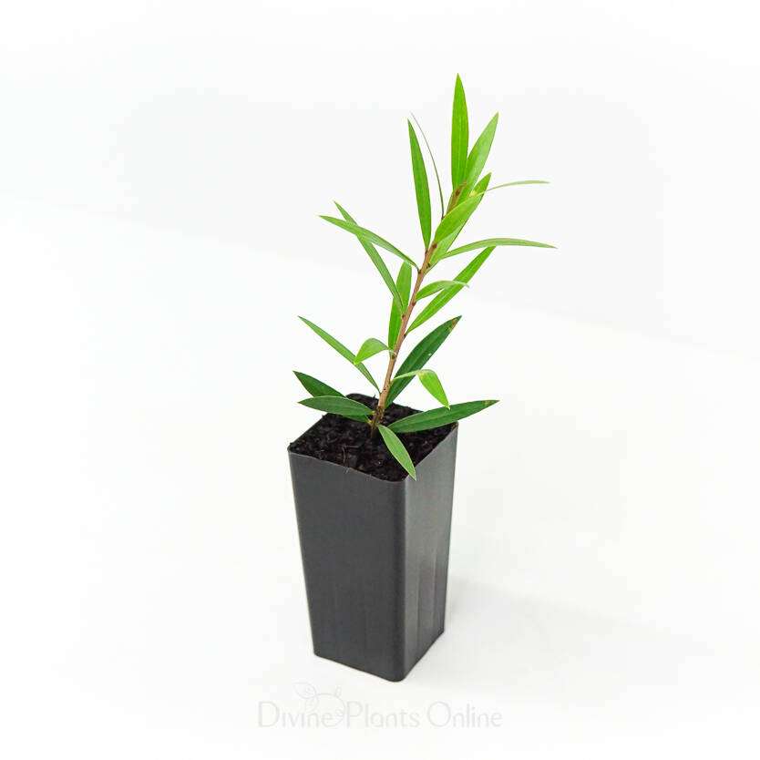 Callistemon viminalis Wildfire – Divine Plants Online Shop