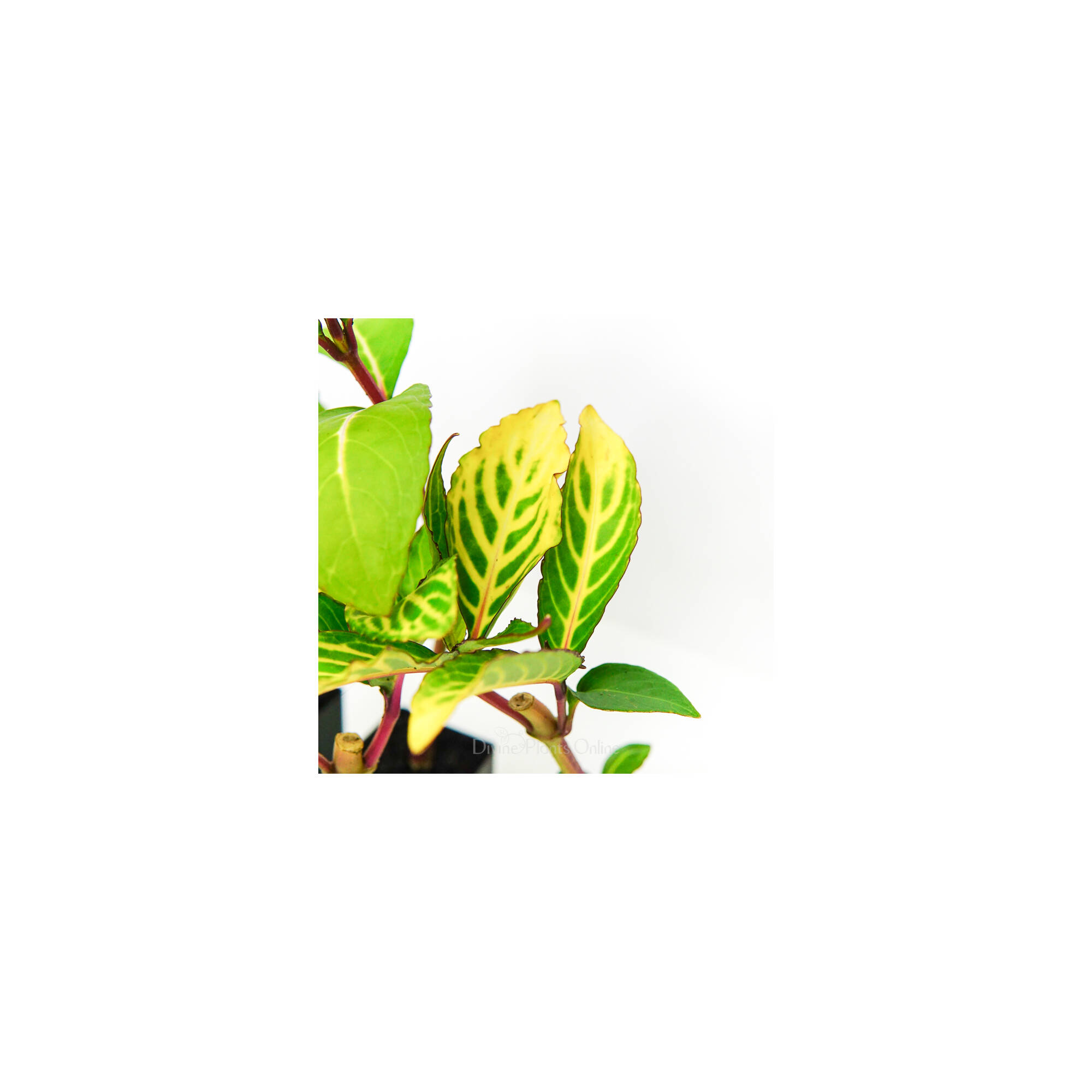Sanchezia speciosa – Divine Plants Online Shop