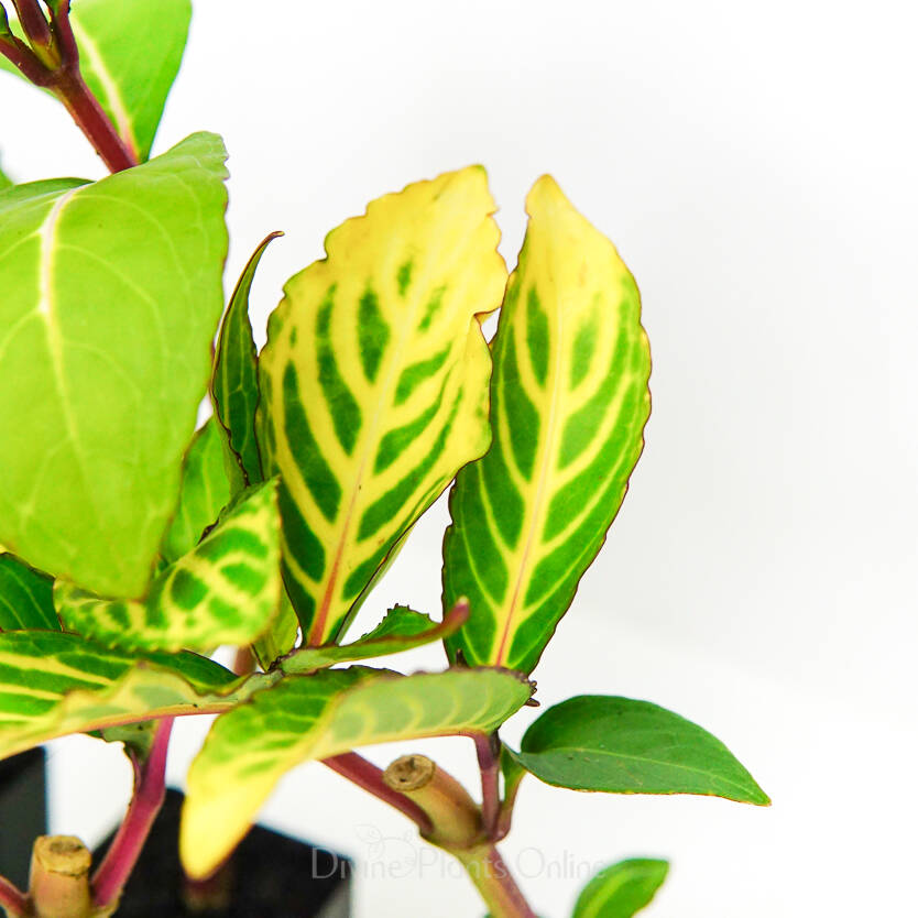 Sanchezia speciosa – Divine Plants Online Shop