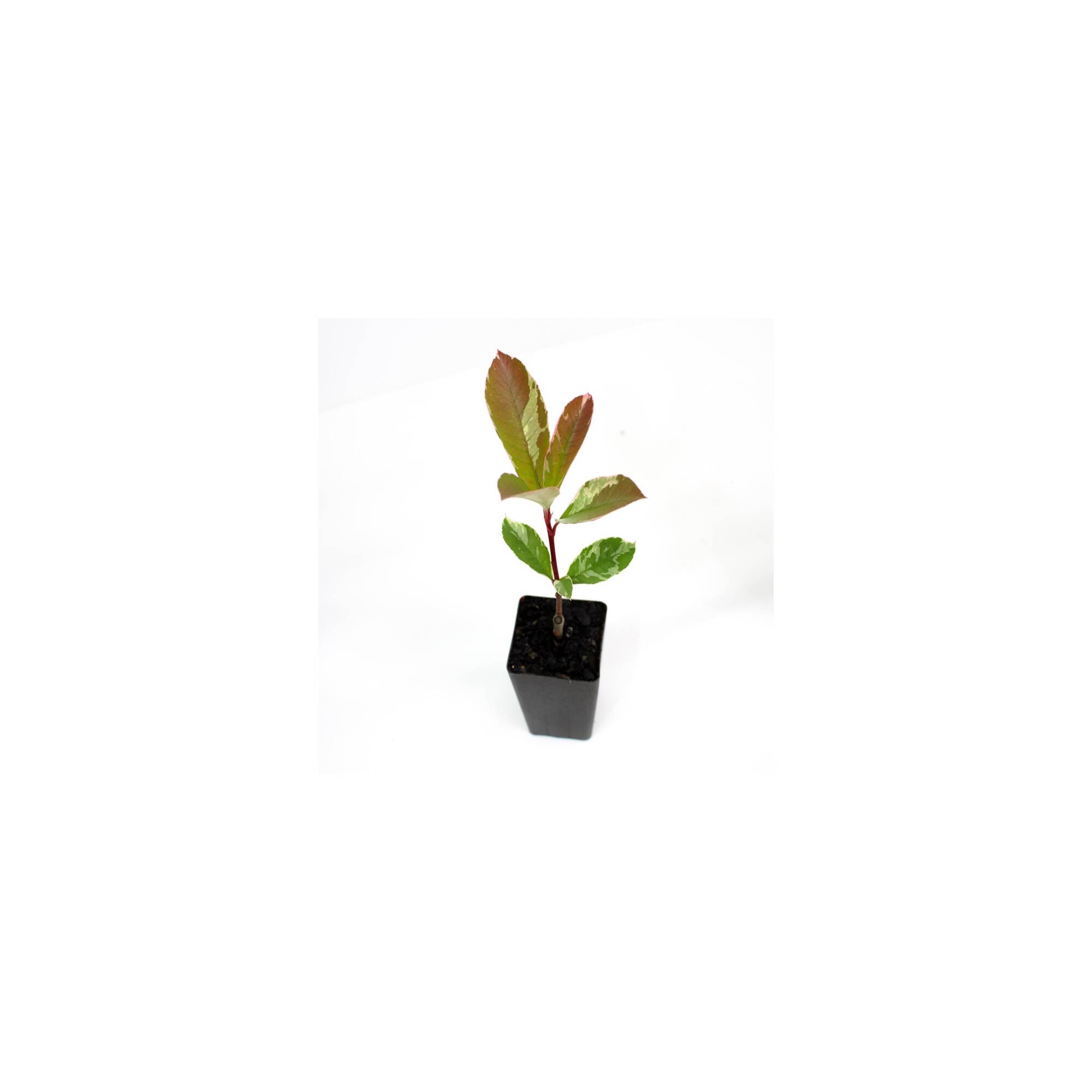 Photinia Pink Marble – Divine Plants Online Shop